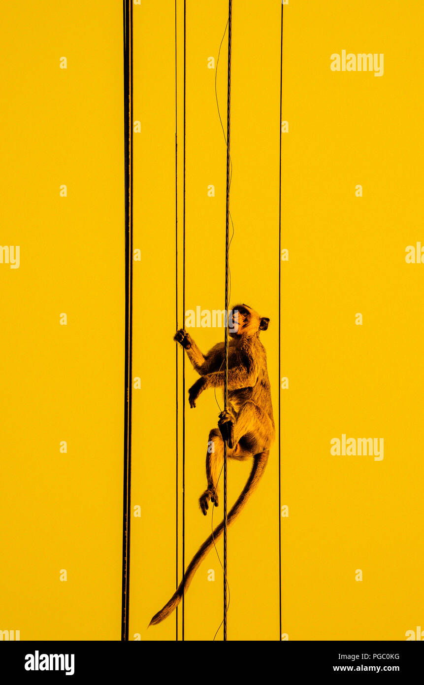 Monochrome display of macaque monkey running/climbing over power lines ...