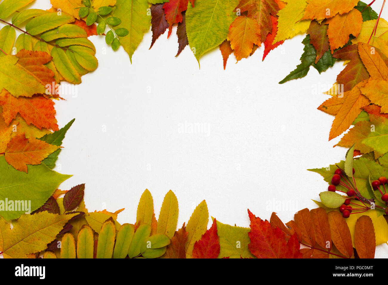 Autumn foliage on white background. Colorful leaves frame Stock Photo ...
