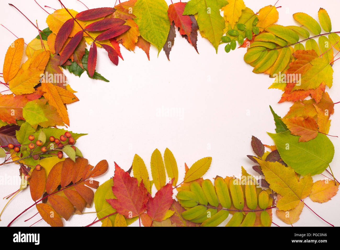 Autumn foliage on white background. Colorful leaves frame Stock Photo ...