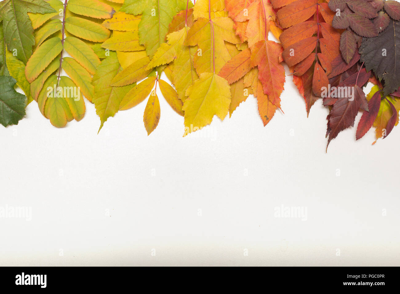 Autumn foliage on white background. Colorful leaves border Stock Photo ...