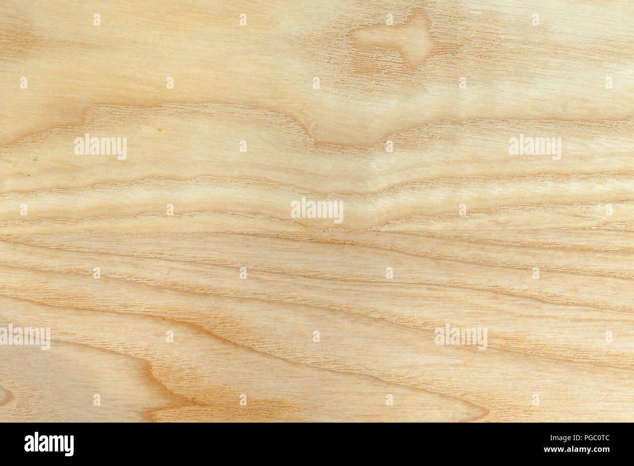 Texture of beech tree close-up Stock Photo - Alamy
