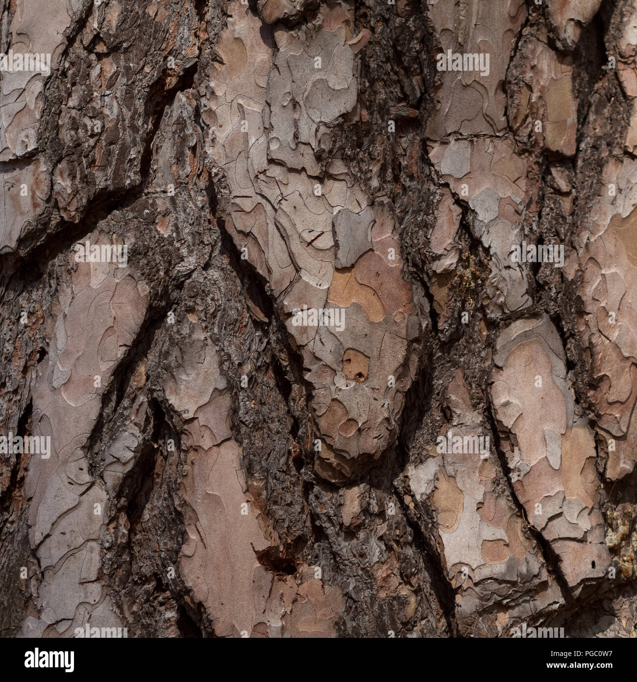 Texture of pine bark close-up Stock Photo - Alamy
