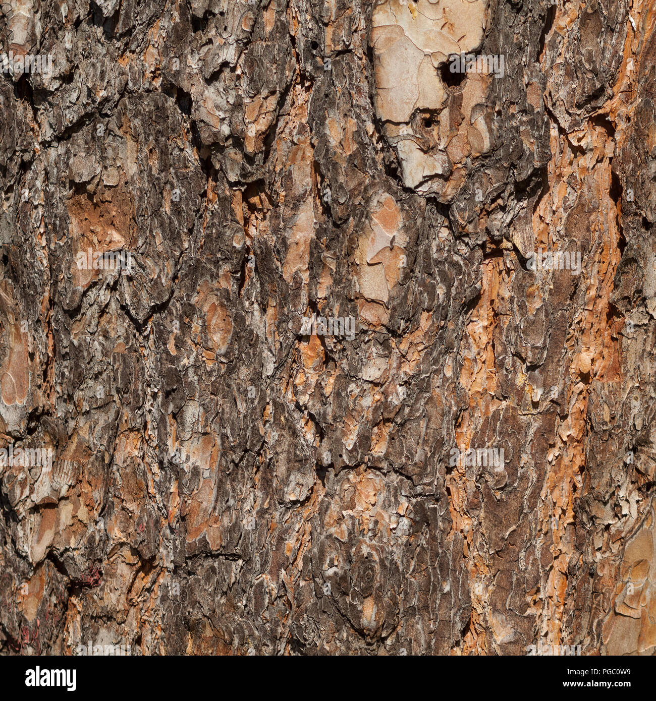 Texture of pine bark close-up Stock Photo - Alamy