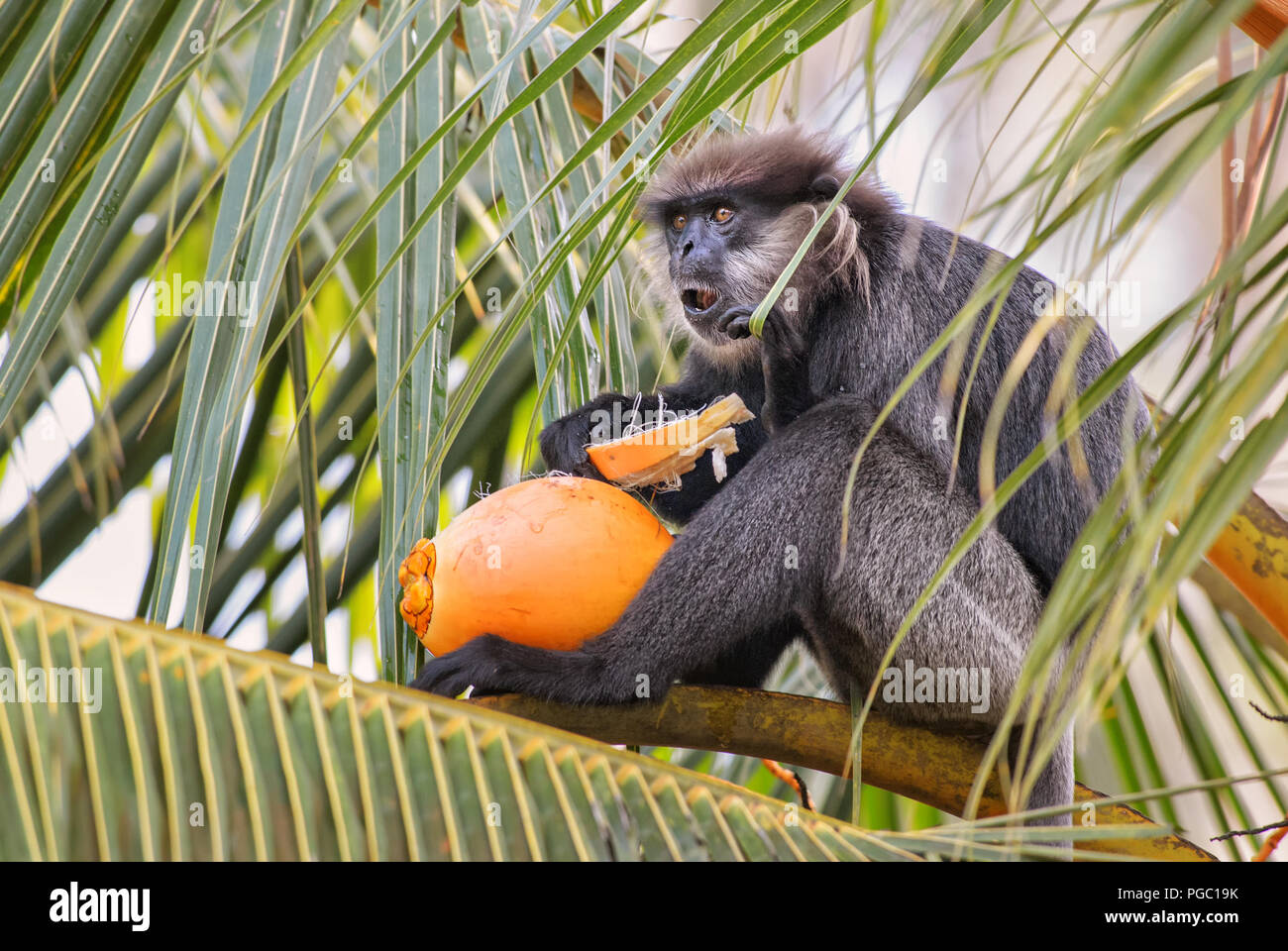 Purple-faced Leaf Monkey - Trachypithecus vetulus, beautiful langur ...