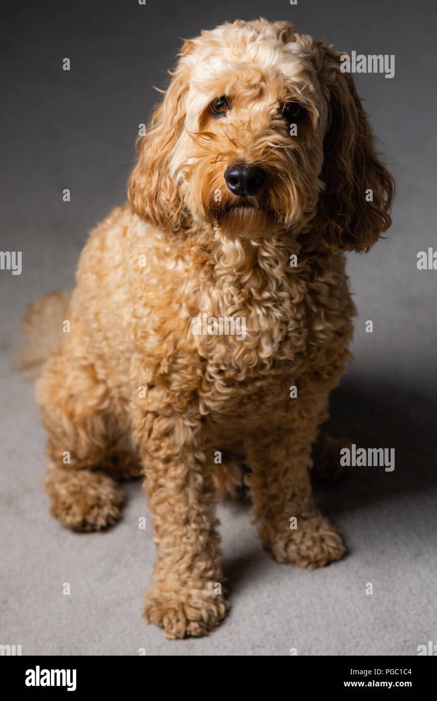 Male cockapoo hi-res stock photography and images - Alamy