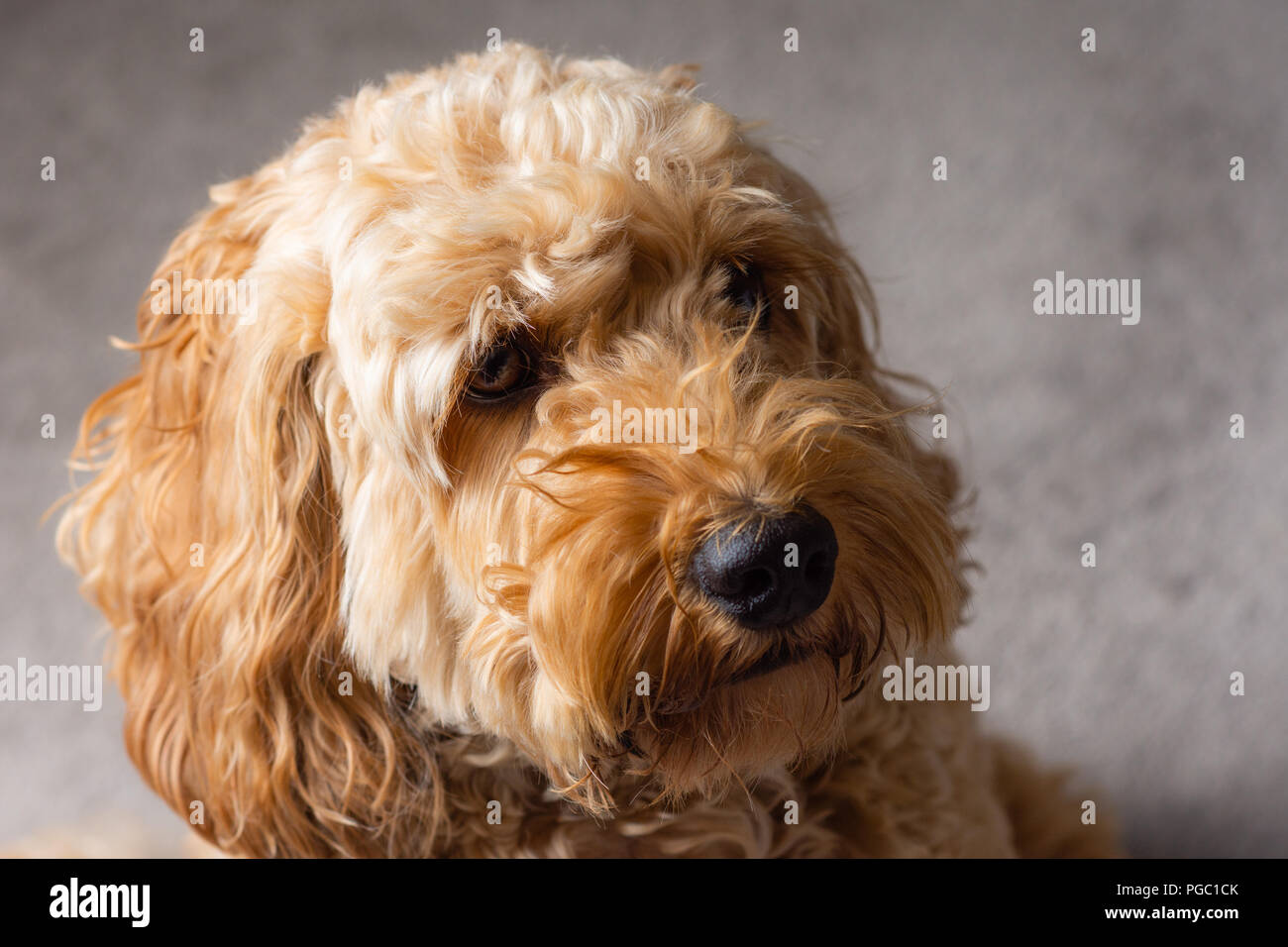 Male cockapoo hi-res stock photography and images - Alamy
