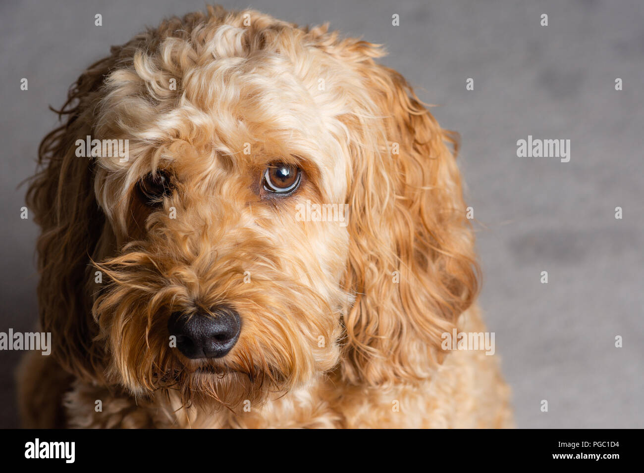 Golden cockapoo hi-res stock photography and images - Alamy