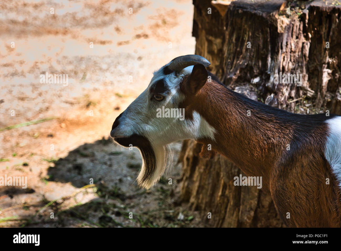 Peacock goat hi-res stock photography and images - Alamy
