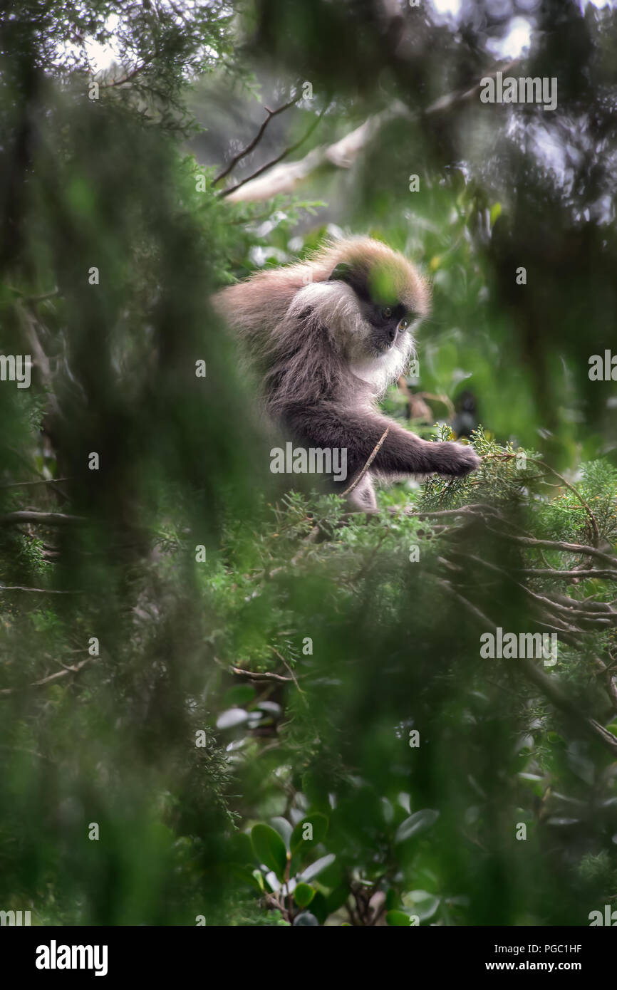 Purple-faced Leaf Monkey - Trachypithecus vetulus, beautiful langur ...