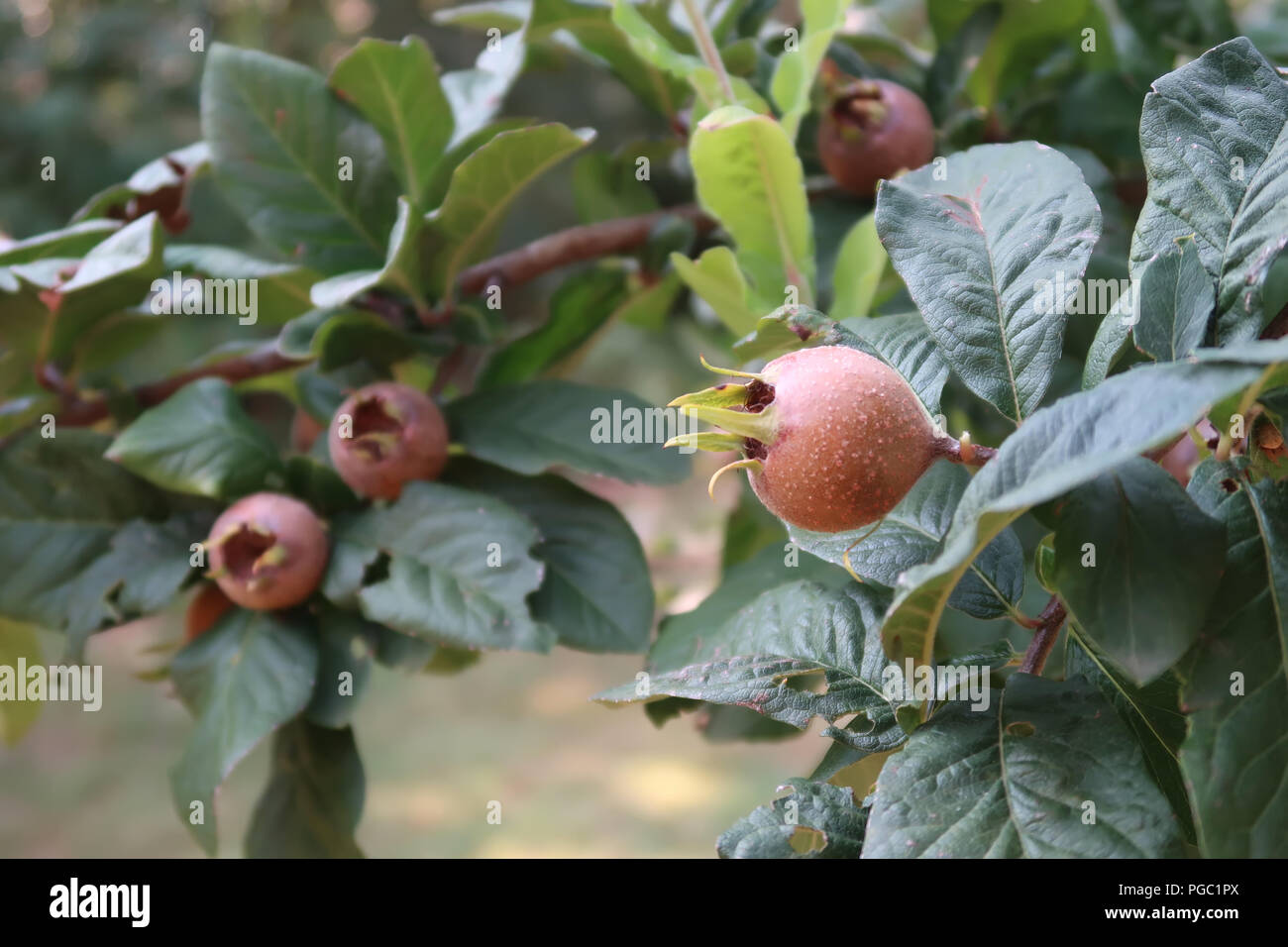 Medlars fruit in tree hi-res stock photography and images - Alamy