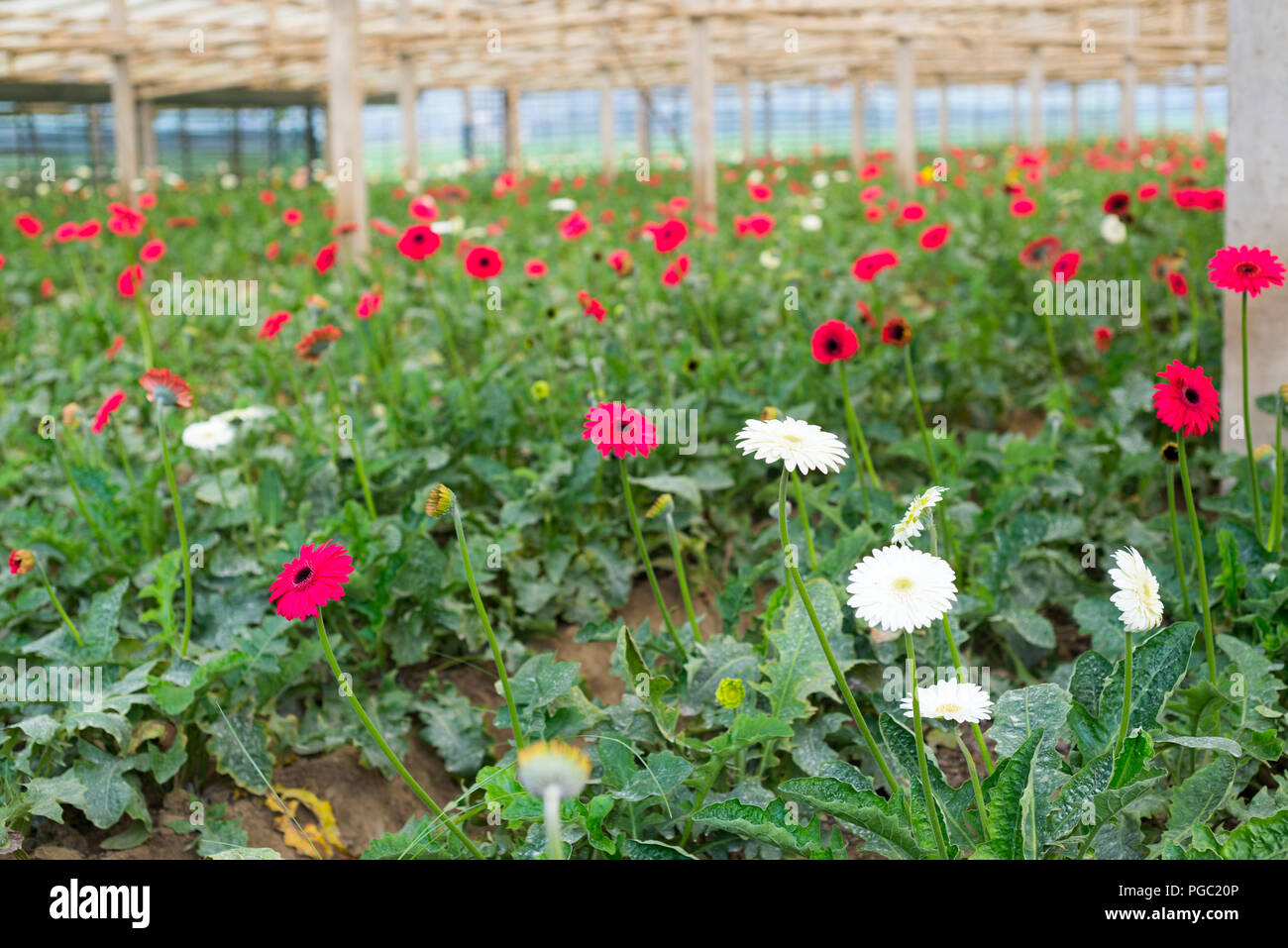 wholesale flowers market, godkhali,Jhikorgacha, jessore 2016 Stock ...