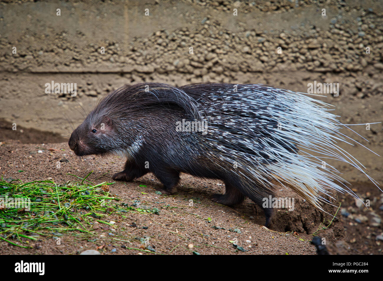 Porcupine amazing animal hi-res stock photography and images - Alamy