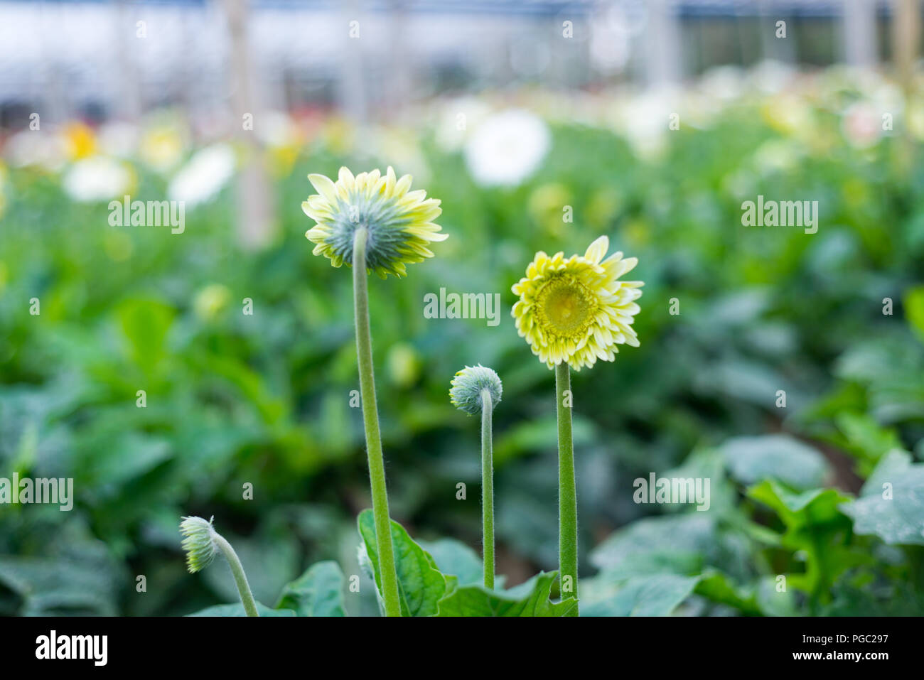 wholesale flowers market, godkhali,Jhikorgacha, jessore 2016 Stock ...