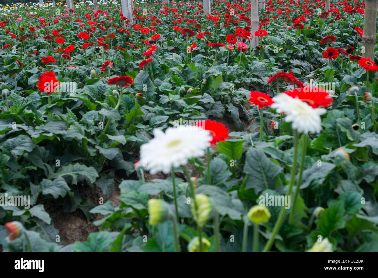 Gadha flower hi-res stock photography and images - Alamy