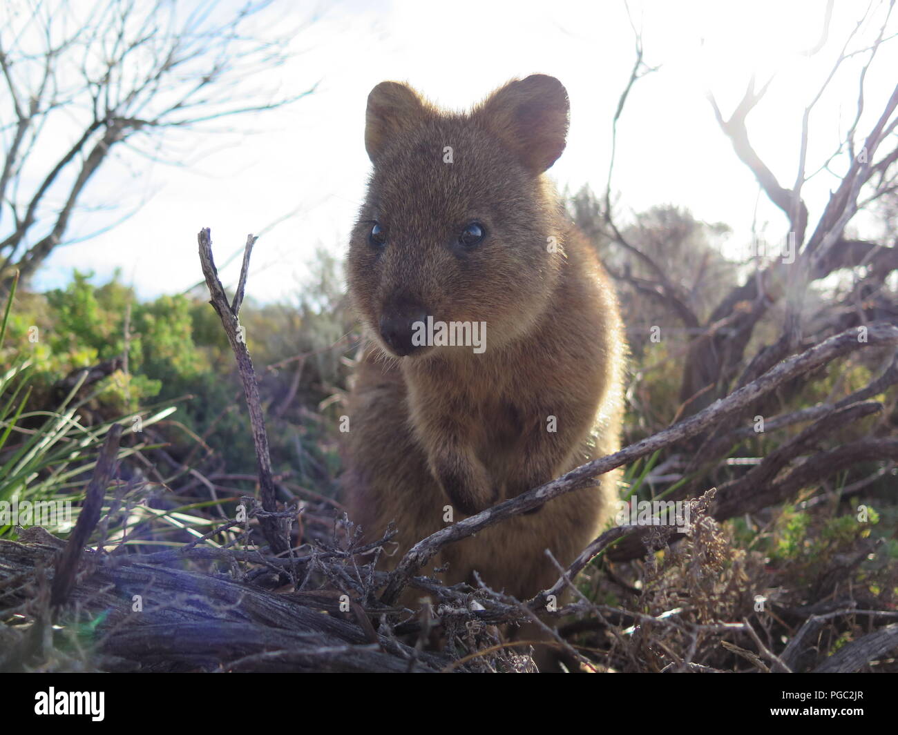 Rottnest island under not water hi-res stock photography and images - Alamy