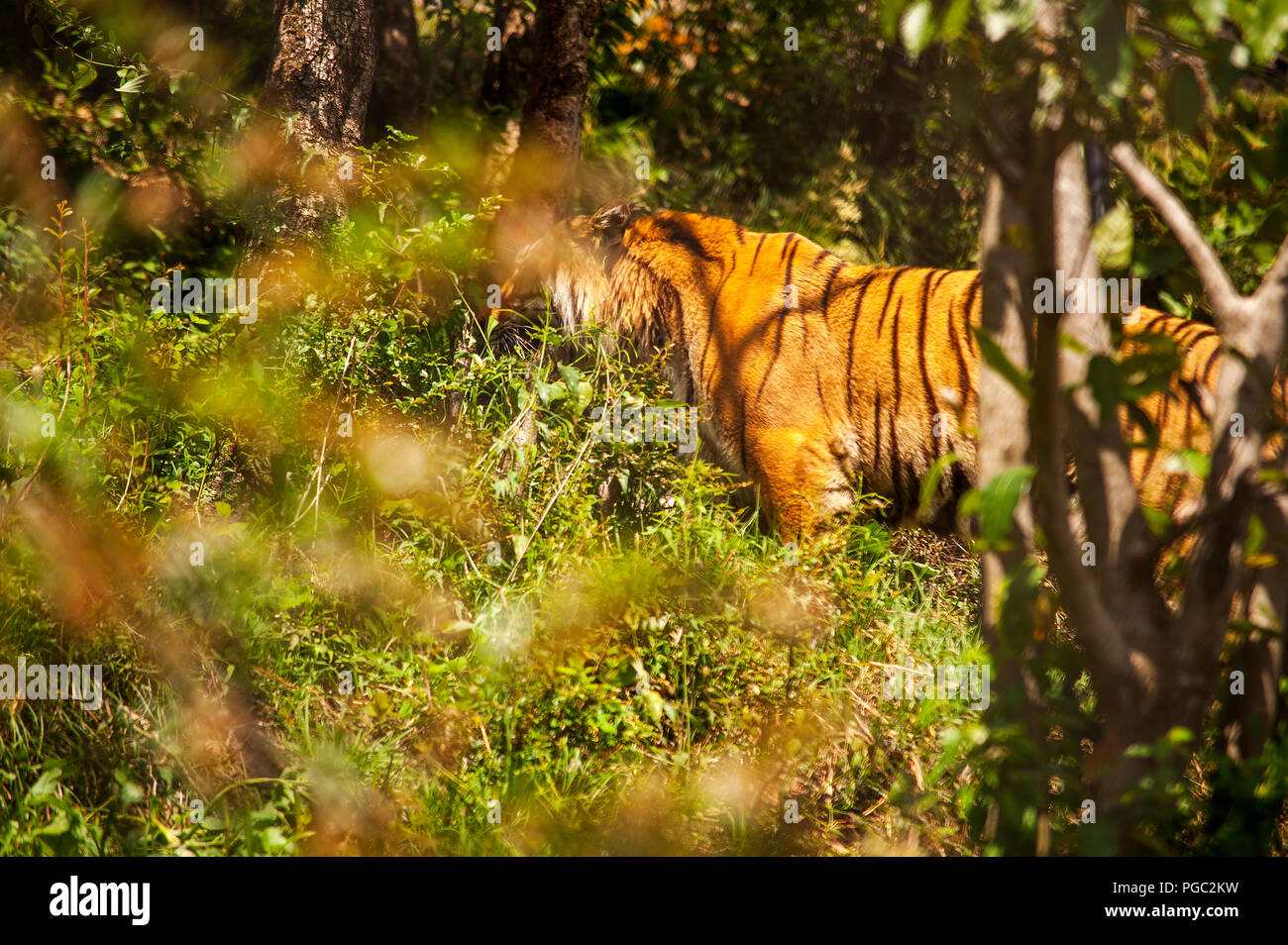 Indian jungle hi-res stock photography and images - Alamy