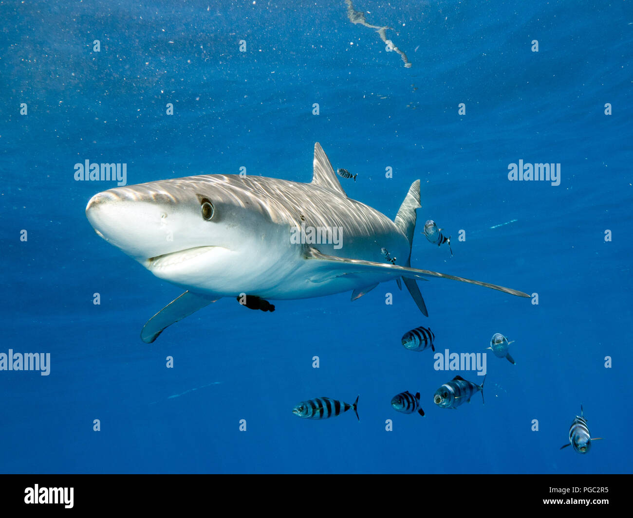 Shark blue hi-res stock photography and images - Alamy