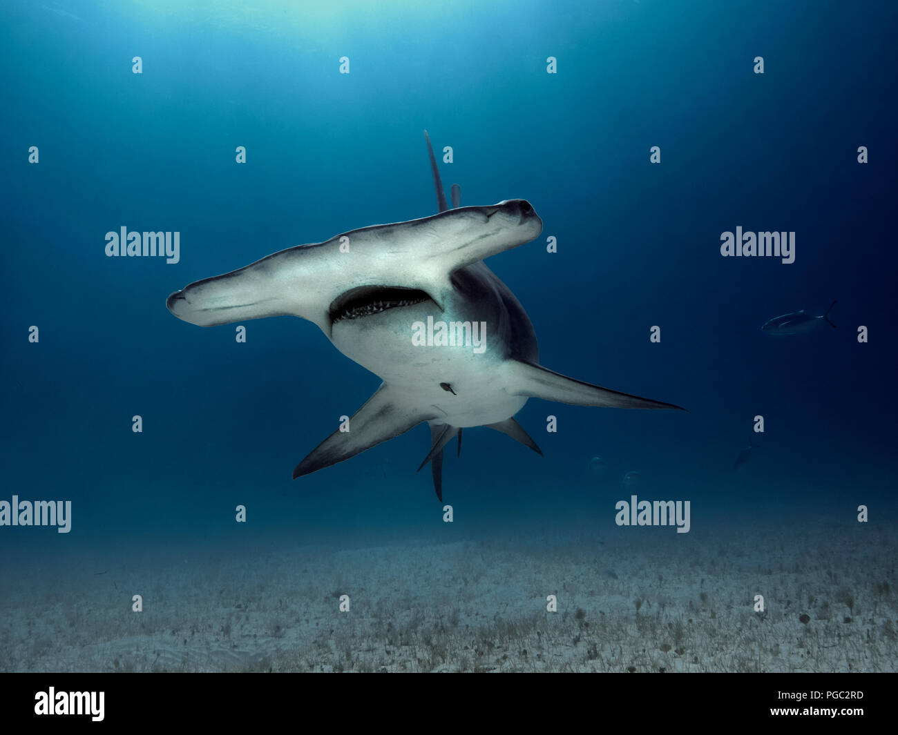 Shark close hi-res stock photography and images - Alamy