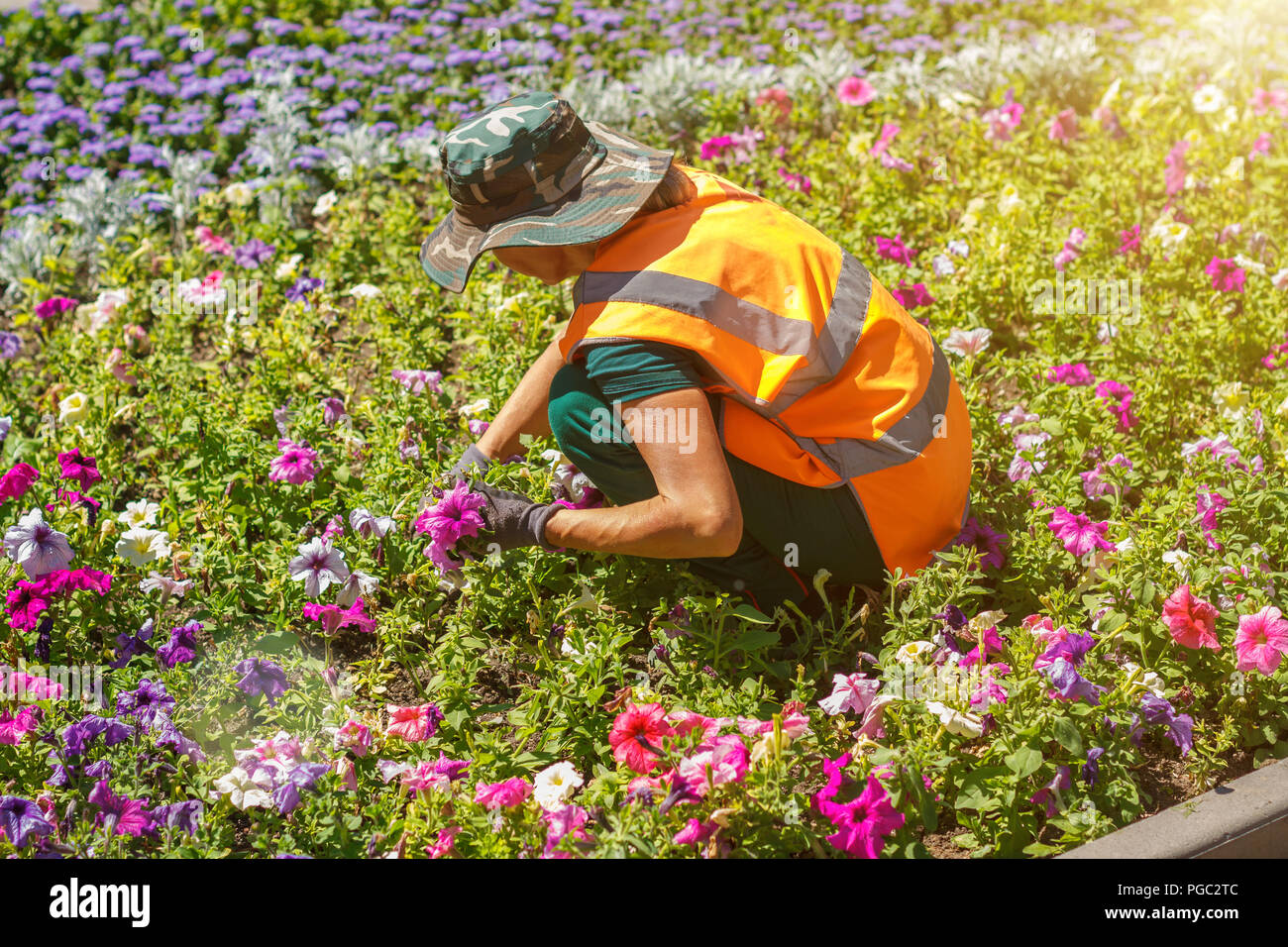 gardener sitting in a flower bed caring for flowers Stock Photo - Alamy