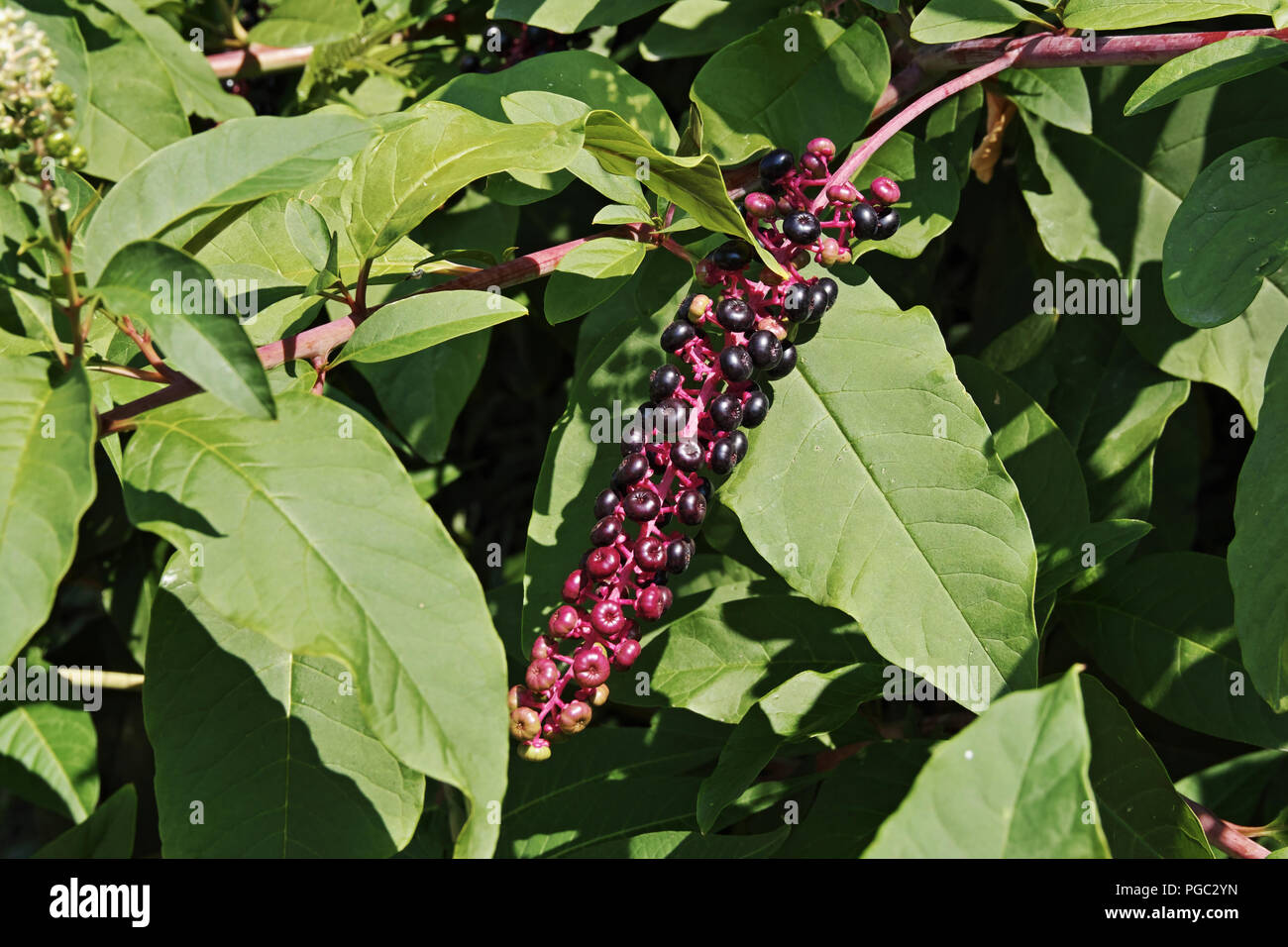 American Pokeweed Phytolacca Americana High Resolution Stock ...