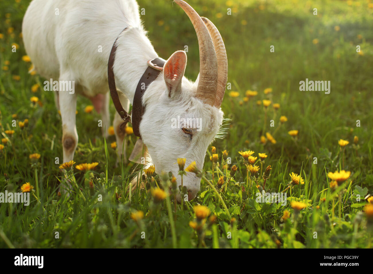 Goat Eating Grass Not Field High Resolution Stock Photography and ...