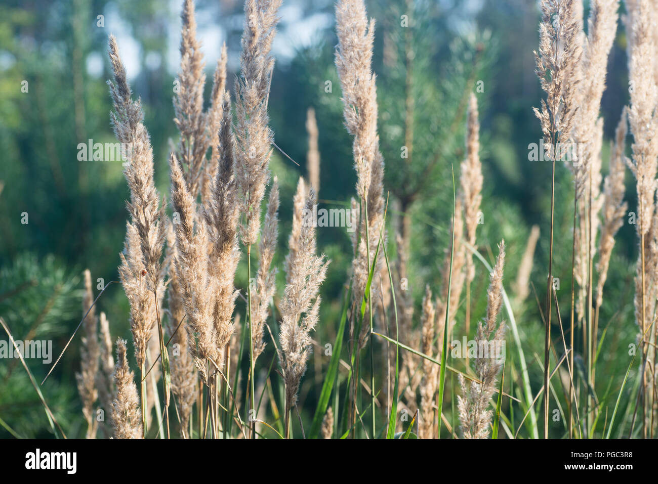 Dried grass autumn hi-res stock photography and images - Alamy