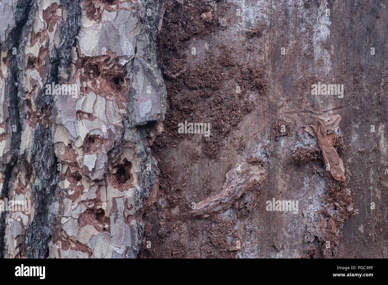 Pine tree destroyed bark hi-res stock photography and images - Alamy