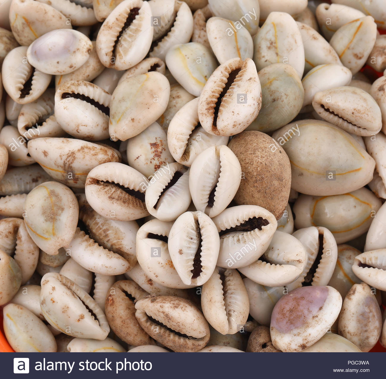 Indian Ocean Shells High Resolution Stock Photography and Images - Alamy