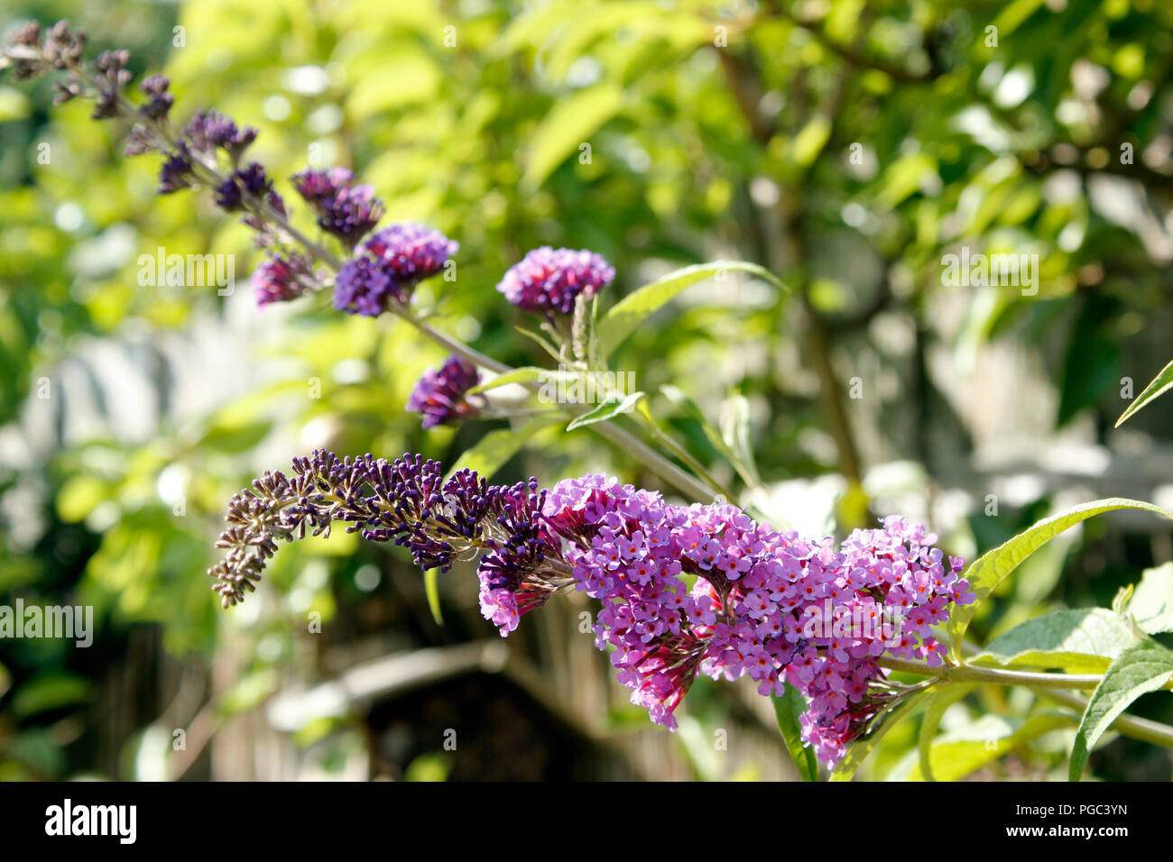 Buddleia tree hi-res stock photography and images - Alamy