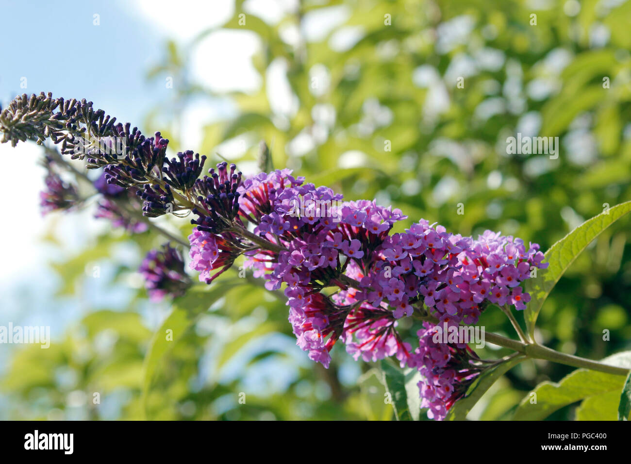 Buddleia davidii (Butterfly bush) in full flower Stock Photo - Alamy
