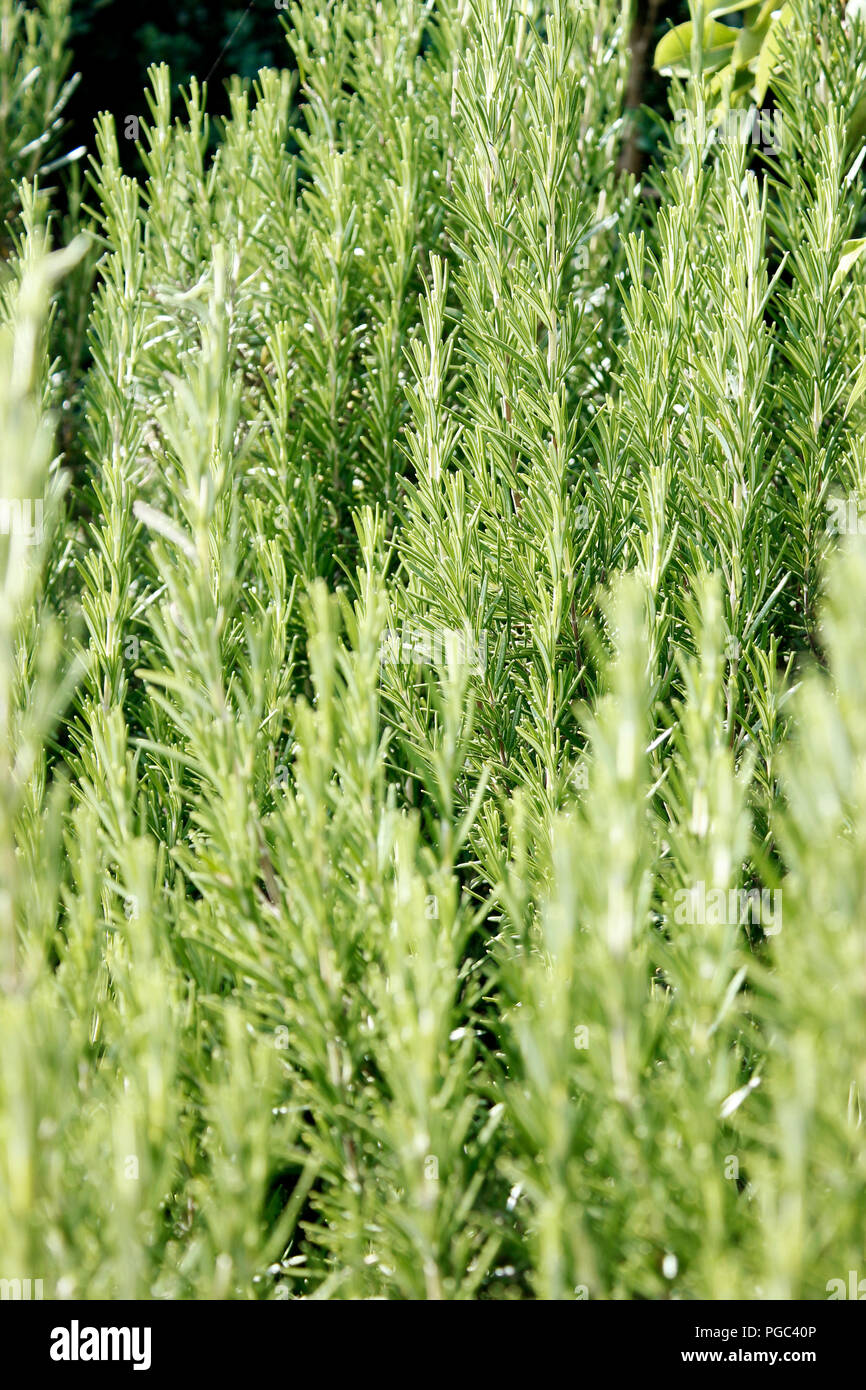 Rosemary stems hi-res stock photography and images - Alamy