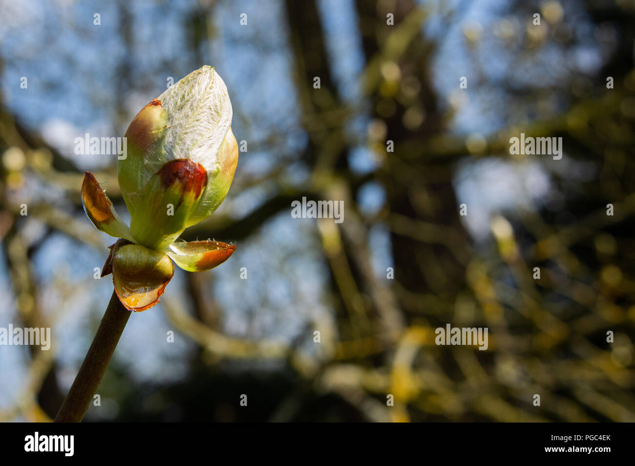 Burst into bloom hi-res stock photography and images - Alamy