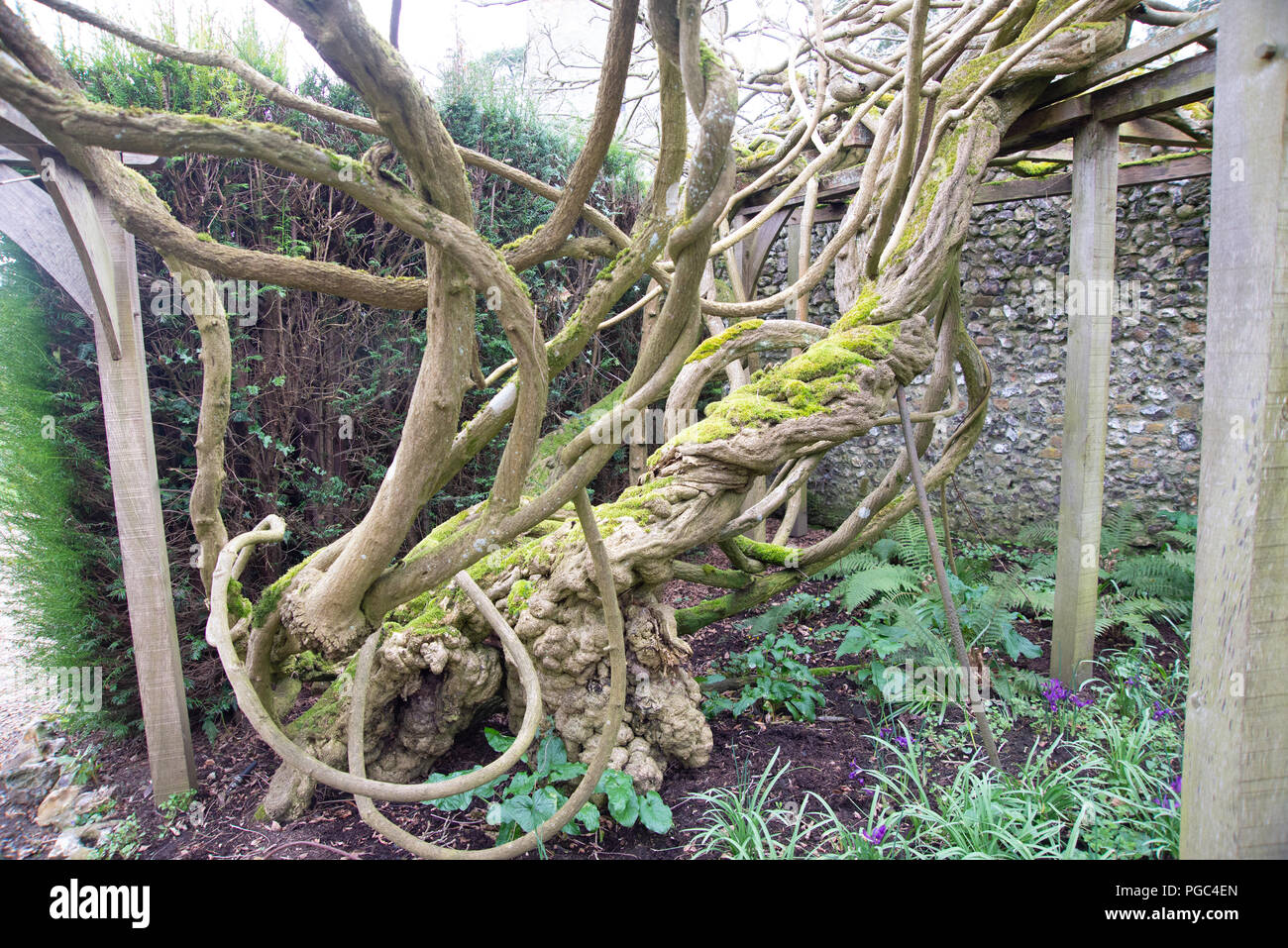 Twisted vine hi-res stock photography and images - Alamy