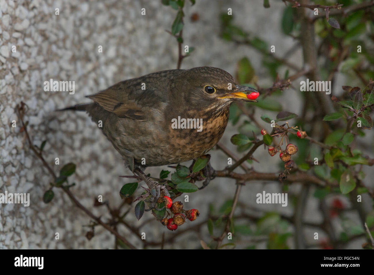 Blackbirds eating berries hi-res stock photography and images - Alamy