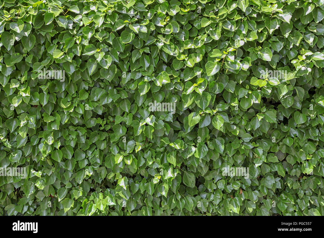 Green box hedge background with green leaves. texture for backdrop ...