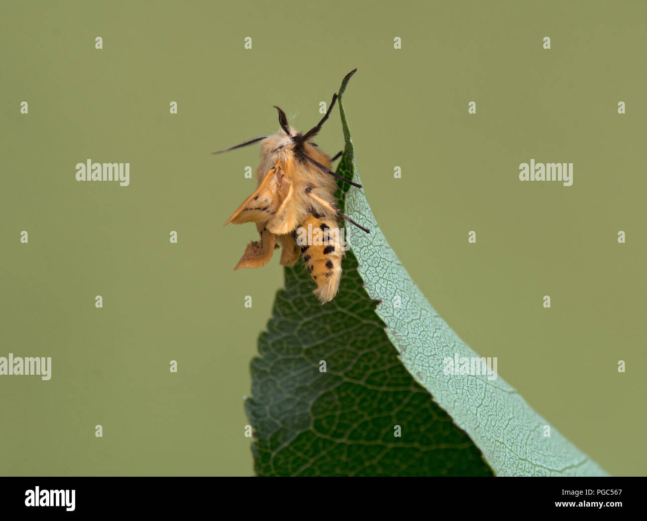 Buff Ermine, Spilosoma luteum, moth, on leaf Stock Photo - Alamy