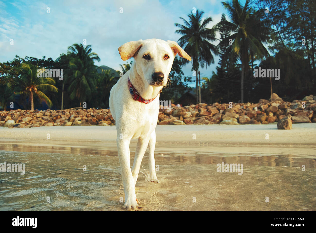 Portrait of a white Labrador retriever dog on a tropical beach with ...