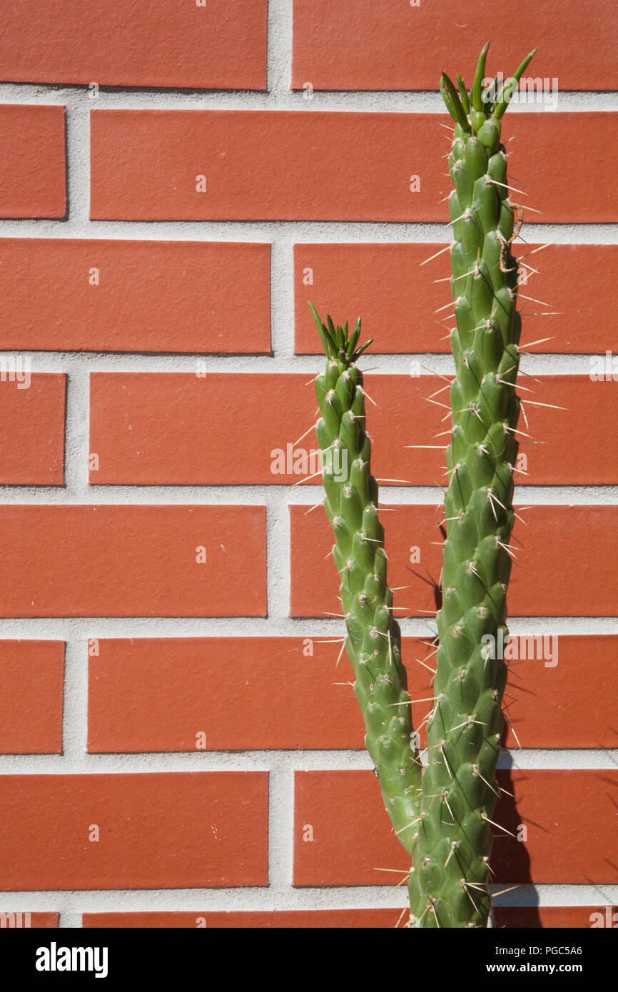 Long spikes cactus hi-res stock photography and images - Alamy