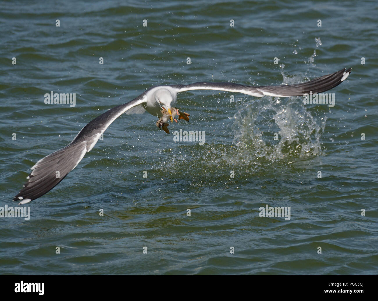 Adult taking off from water hi-res stock photography and images - Alamy
