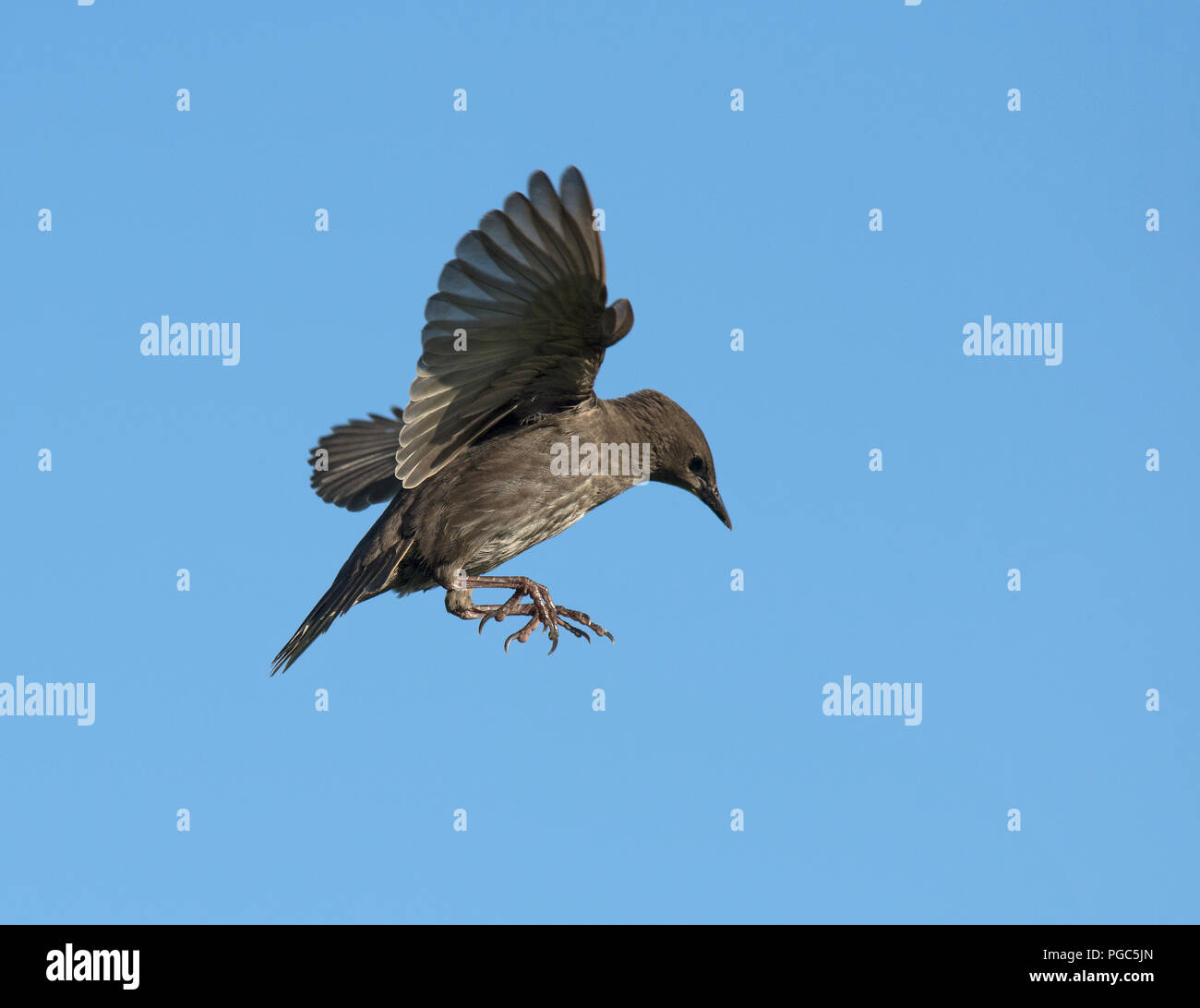 Single starling flight hi-res stock photography and images - Alamy