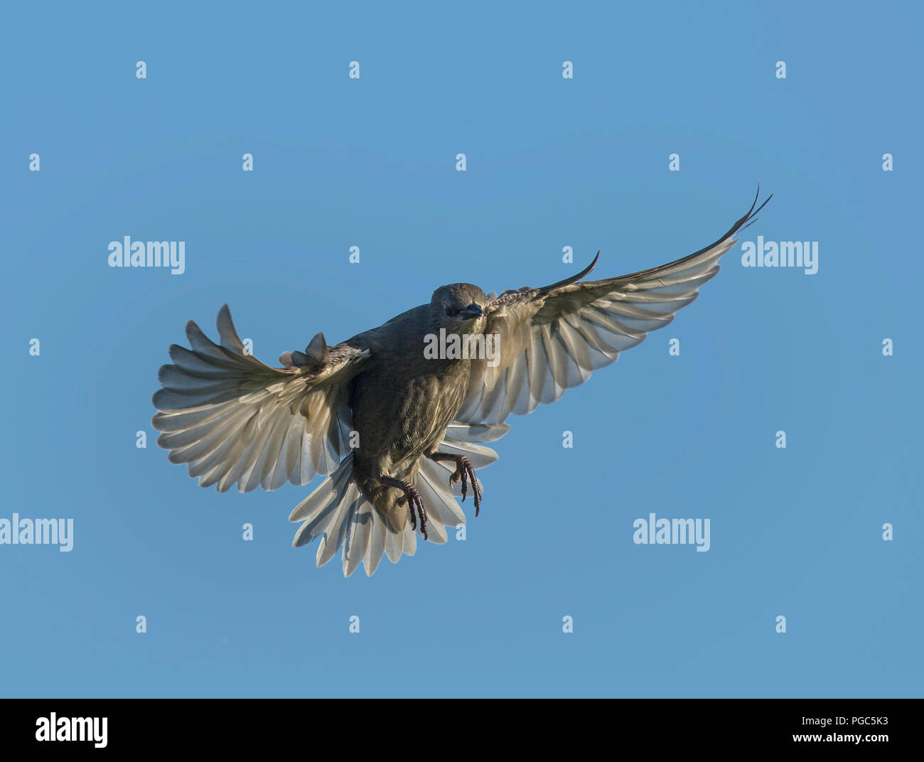 Single starling in flight hi-res stock photography and images - Alamy