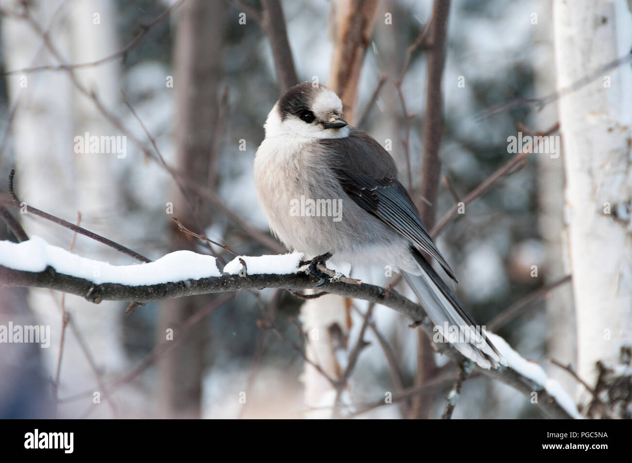 Impressive gray jay bird hi-res stock photography and images - Alamy
