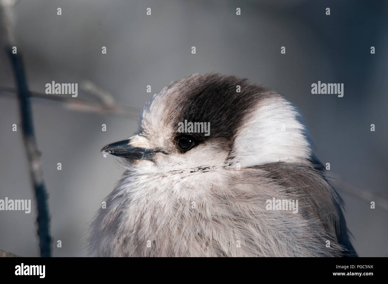 Impressive gray jay bird hi-res stock photography and images - Alamy