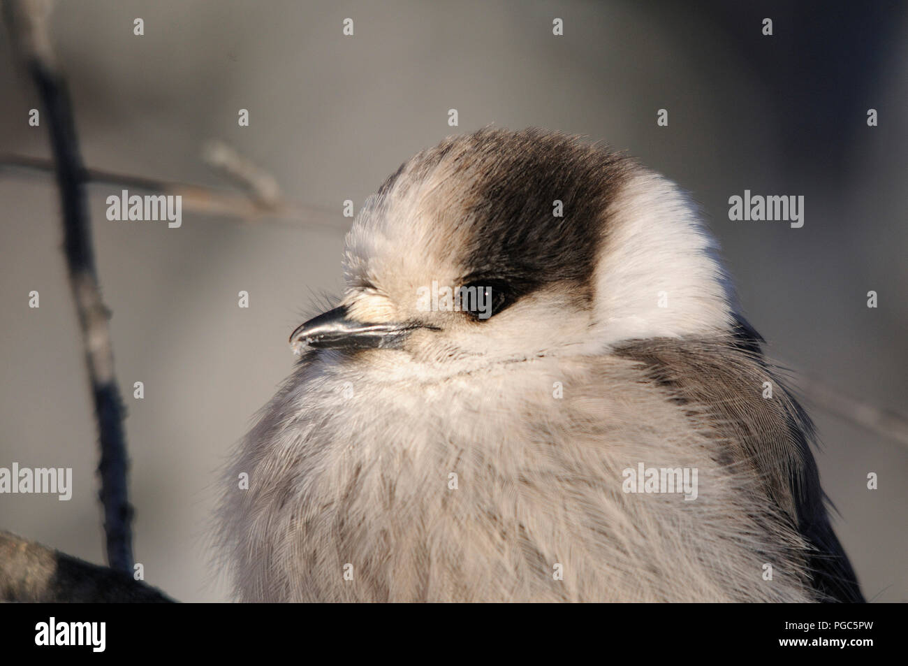 Impressive gray jay bird hi-res stock photography and images - Alamy