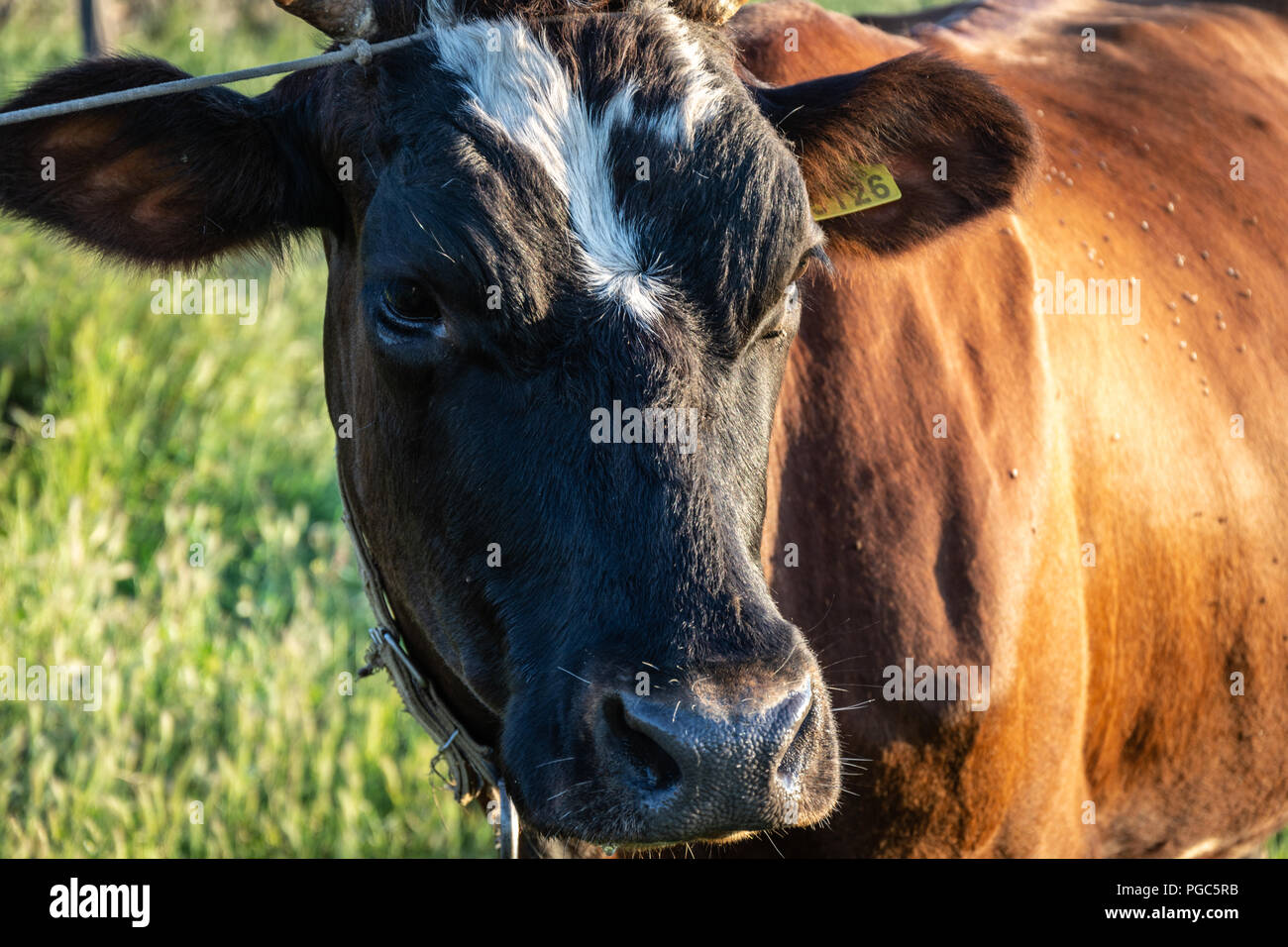 Cow ear isolated hi-res stock photography and images - Alamy