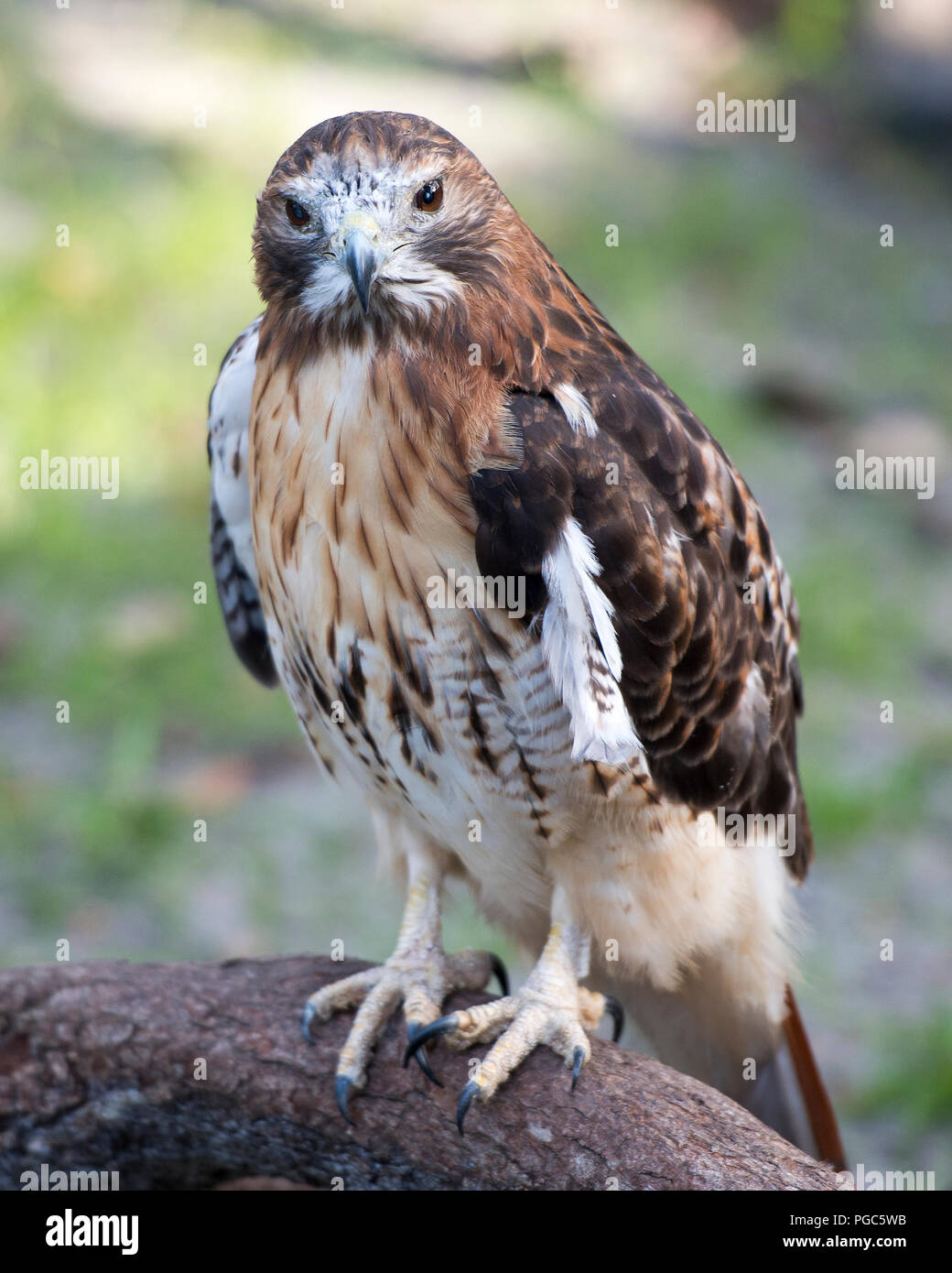 Hawk bird perched on a log with spread wings displaying brown feathers ...