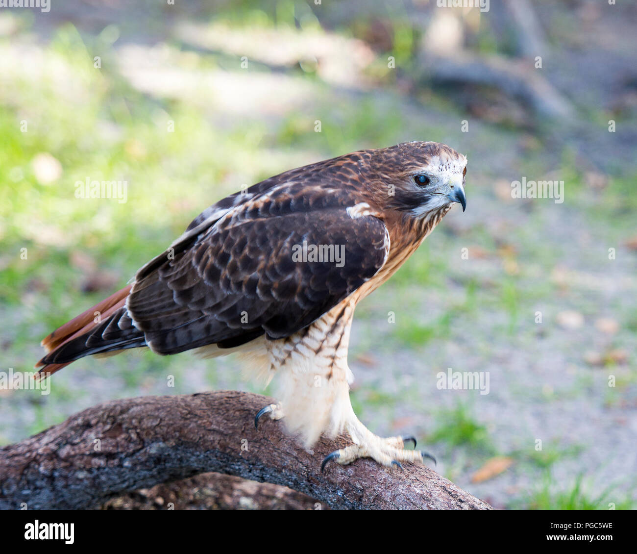 Hawk bird perched on a log with spread wings displaying brown feathers ...