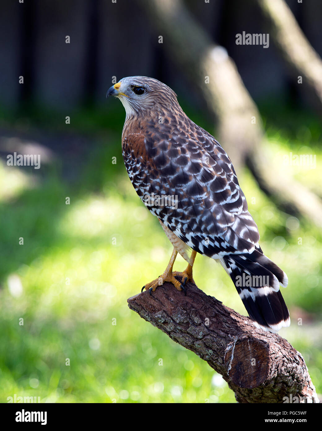 Hawk bird perched on a log with spread wings displaying brown feathers ...