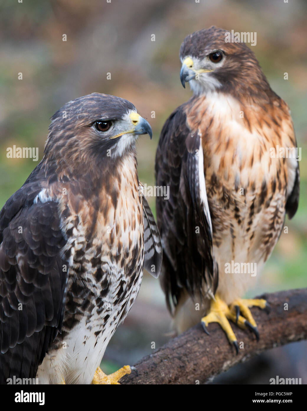 Hawk bird couple perched on a log with bokeh background displaying ...