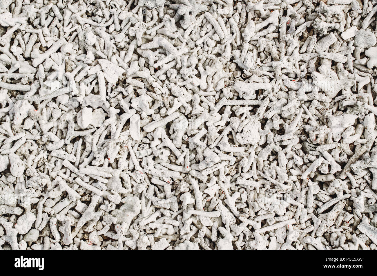 Beach Filled With White Dead Coral Pieces; Coral Pattern; Beach ...